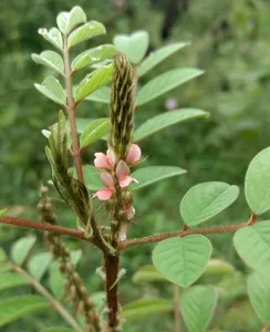 How to Prune Hairy indigo
