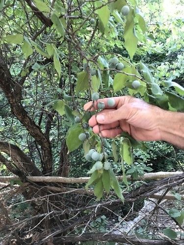 Is Mexican plum Poisonous