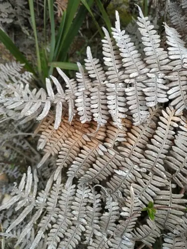 Helecho marranero (Pteridium arachnoideum) - PictureThis