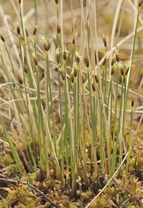 What is the Optimal Temperature for Tufted bulrush? (Range, Effects ...