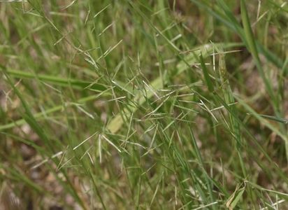 Navajita aguja (Bouteloua aristidoides) - PictureThis