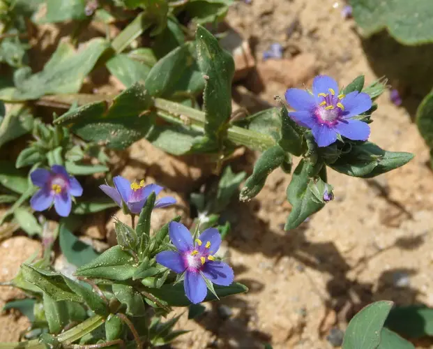 Blue pimpernel (Lysimachia foemina) Flower, Leaf, Care, Uses - PictureThis
