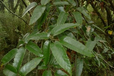 Bush lawyer (Rubus cissoides) - PictureThis
