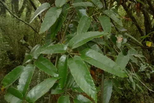 Rubus cissoides - PictureThis