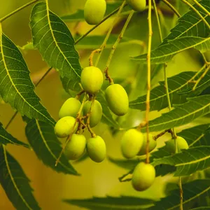 How to Propagate Neem tree