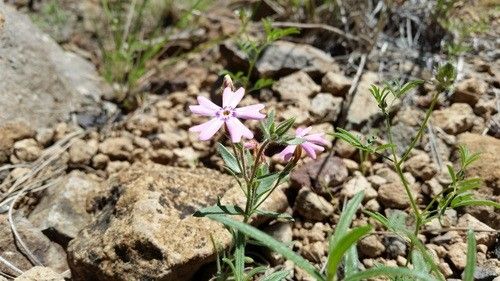 Phlox amabilis - PictureThis