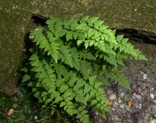 Cystopteris tasmanica - PictureThis