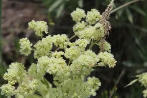 How to Propagate Arrowleaf buckwheat