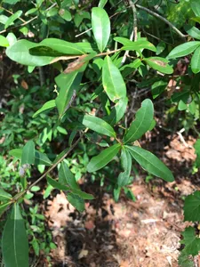 How to Prune Laurel oak