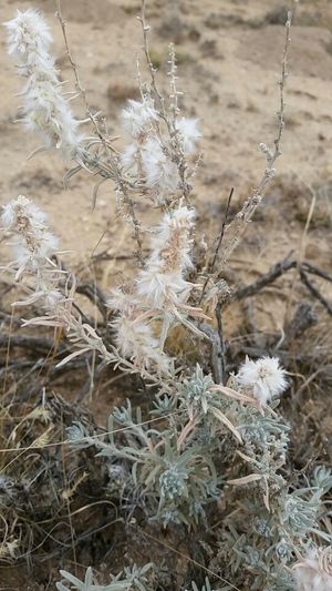Winterfat (Krascheninnikovia ceratoides subsp. lanata) - PictureThis