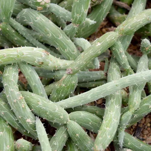 Senecio pendulus - PictureThis