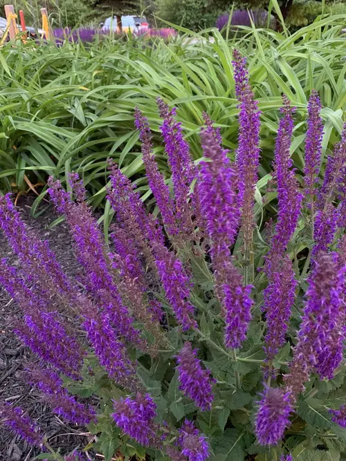 Salvia × sylvestris 'Tanzerin' - PictureThis