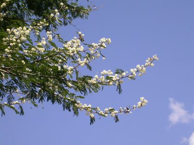 Red Acacia (Vachellia gerrardii) - PictureThis