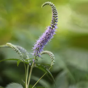 How to Propagate Longleaf Speedwell