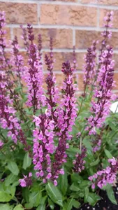 How to Prune Woodland sage 'Rose Marvel'