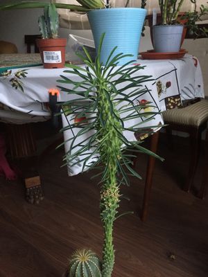 How to Grow and Care for Volstruisnek