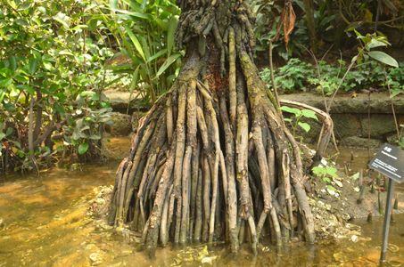 Oriental mangrove (Bruguiera gymnorhiza) - PictureThis