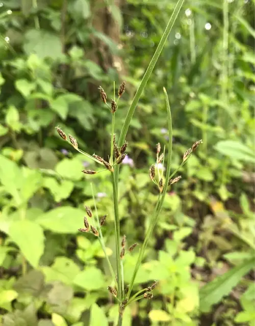 Forked fimbry (Fimbristylis dichotoma) Flower, Leaf, Care, Uses ...