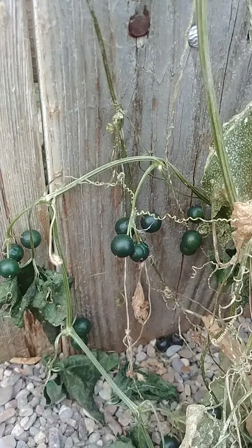 Nueza blanca (Bryonia alba) - PictureThis