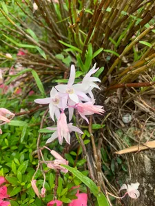 How to Prune Wilson's dendrobium