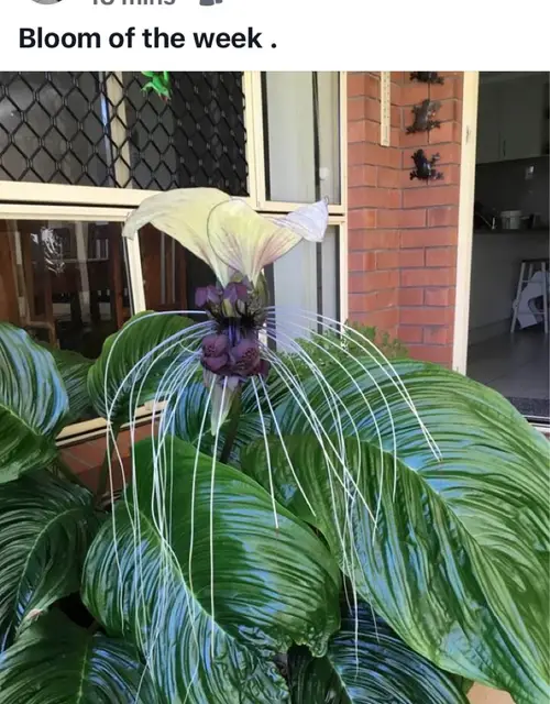 Planta de murciélago blanco (Tacca integrifolia) - PictureThis