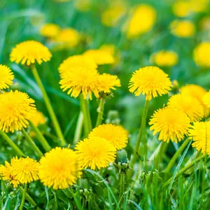 What is the Optimal Temperature for Common dandelion? (Range, Effects ...