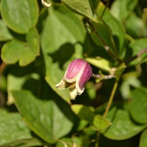 How to Grow and Care for Vasevine