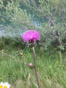 How to Propagate Melancholy thistle