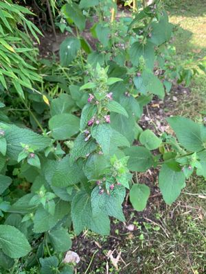 Alpen-ziest (Stachys alpina) - PictureThis