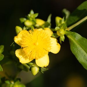 Hypericum prolificum - PictureThis