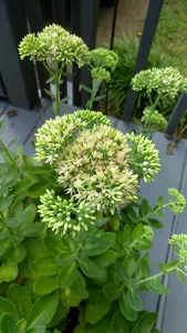 How to Propagate Orpine