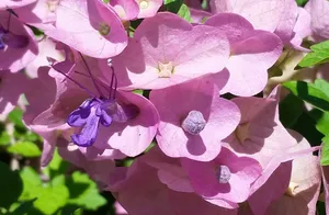How to Prune Southern chinese-hats