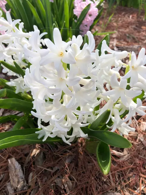 Hyacinthus orientalis 'Aiolos' - PictureThis