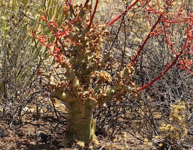 How to Grow and Care for Butter tree