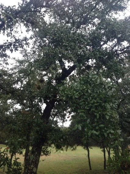 Arbre De Bodock 18 Bois Darc Stock Photos, High Res Pictures, And