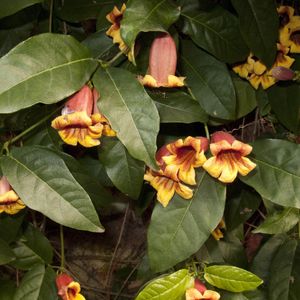 Bignonia trepadora - Bignonia capreolata (Cuidado, Características ...