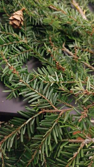How to Grow and Care for Chinese hemlock