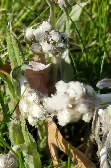 Parlin's pussytoes (Antennaria parlinii) Flower, Leaf, Care, Uses ...