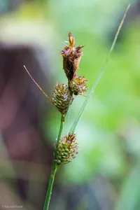How to Prune Twotooth sedge
