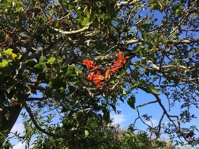 How to Grow and Care for Kaffirboom