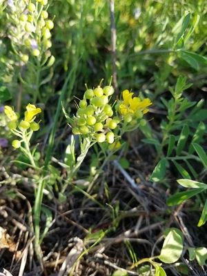 How to Grow and Care for Denseflower bladderpod