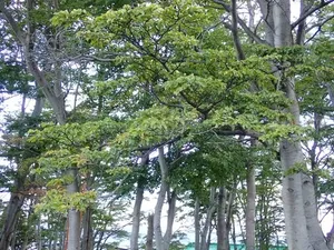 How to Propagate Lenga beech
