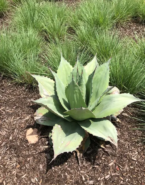 Maguey tobalá (Agave potatorum) - PictureThis