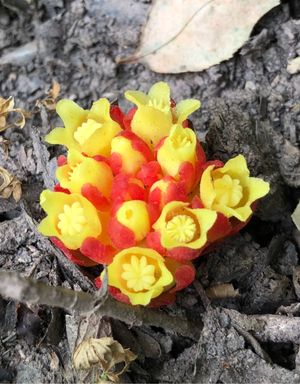 How to Grow and Care for Cytinus