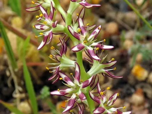 Wurmbea variabilis - PictureThis