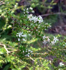 How to Propagate Snow wreath