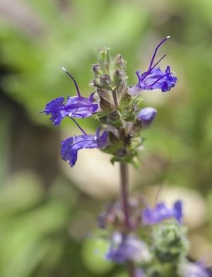 Sonoma creeping sage (Salvia sonomensis) - PictureThis