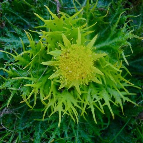 Discover the Symbolism and Cultural Significance of 'Footsteps of Spring'