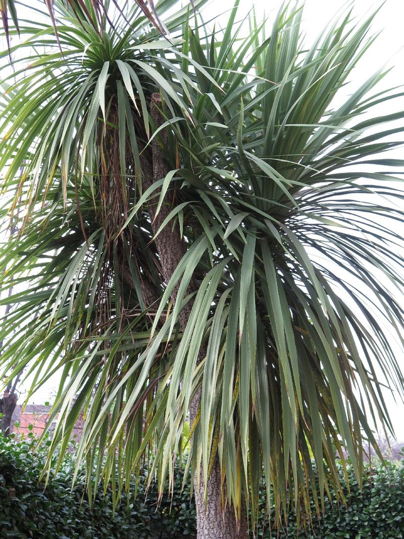 Unveiling the Charm and Symbolism of the Cabbage Tree Flower