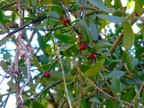 Phthirusa inconspica Flower, Leaf, Care, Uses - PictureThis